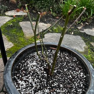 Rosefree Spirit 自由な精霊2 Gal Own Root Live Plantredolent Popular Florists ...