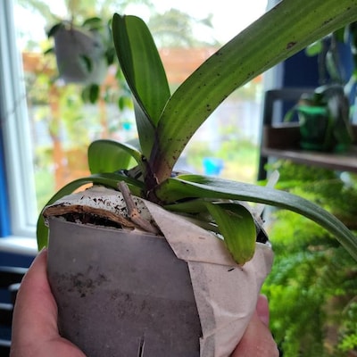 Rlc.. Sung Ya Green 'mailman' 2.5 Pot - Etsy