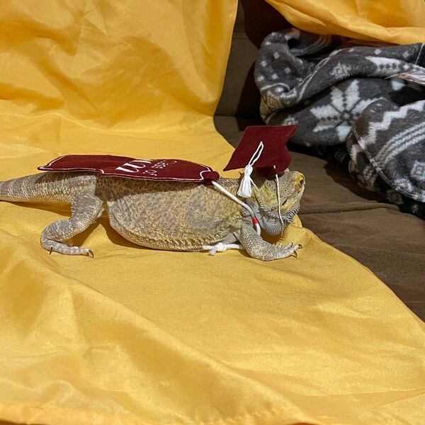 Bearded Dragon Graduation Cap and Gown - Etsy