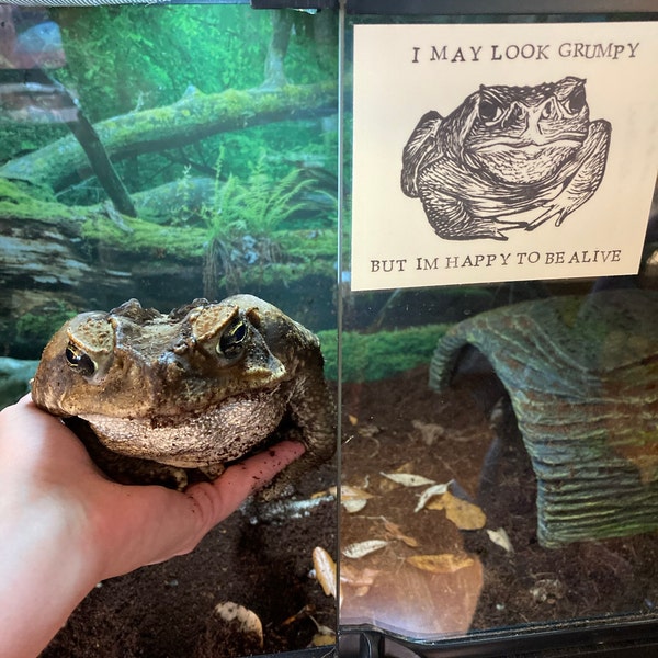 Toad I May Look Grumpy Vinyl Sticker - 4in X 3.25in - Frog Accessories ...