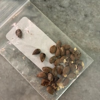 5 Rainbow Tree Seeds-1303 - Etsy