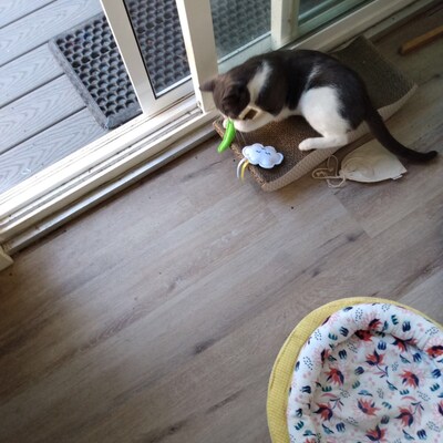 Cat Teaser Wand Cat Toy Star Cat Toys Wand Cute Cat Toys - Etsy