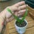 Euphorbia Guiengola, the String of Stars, Rooted Plant Shipped in 2 Pot ...