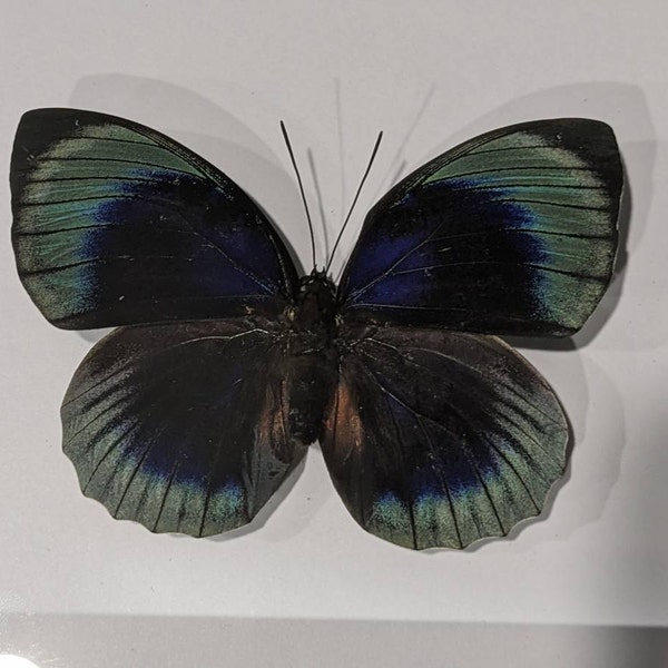 Real Sunset Moth, Urania Ripheus in a Black and White Shadowbox Frame ...