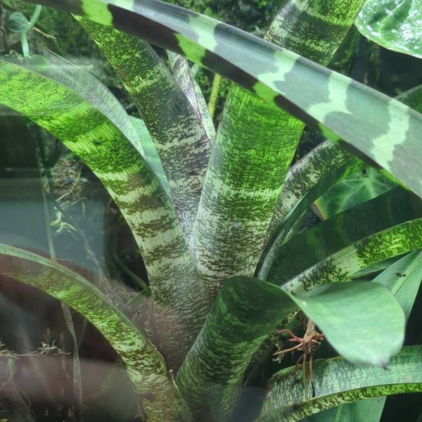 Bromeliad Vriesea Red Chestnut 6" Pot - Etsy