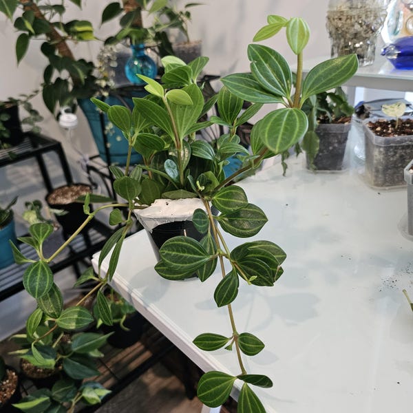 Hoya Cages ~ Hoya Trellis ~ Plant Support~ Minimalist Plant Trellis ...