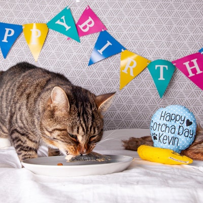 Personalised Catnip Fabric Birthday Balloon Gotcha Day Gift - Etsy UK