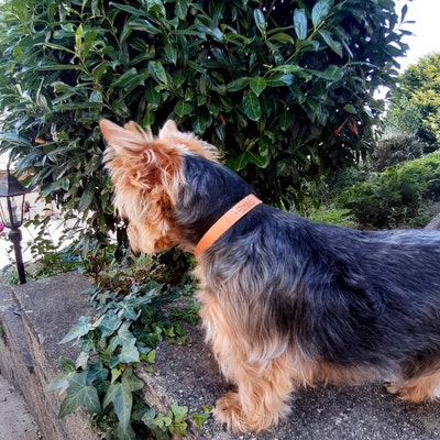 Dog Neck Band With Name. Custom Pet Id. Engraved Dog Collar. - Etsy