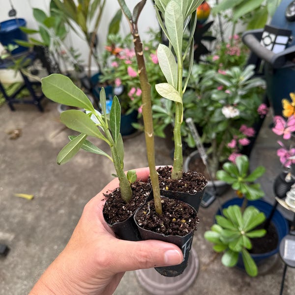 Athens Blue Princess Glory Bush Plant~~tibouchina Urvilleana~small ...