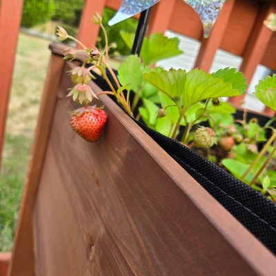 5 Raspberry Plants Joan J Completely Thornless, Everbearing, High ...