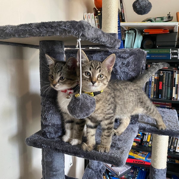 Crime Scene Halloween Breakaway Cat Collar - Etsy