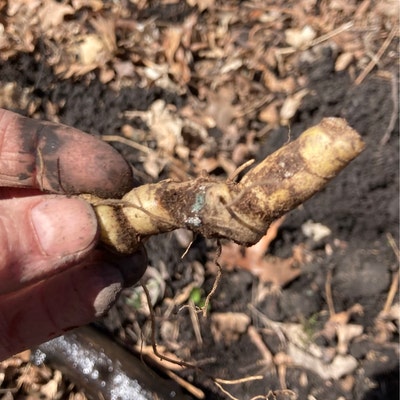5 Wild Geraniums Plants Cranesbill Geranium Maculatum Organic Bare Root ...
