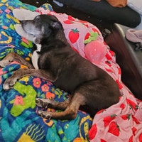 Custom Goth Text License Plate Personalized Car Accessories Goth Decor ...