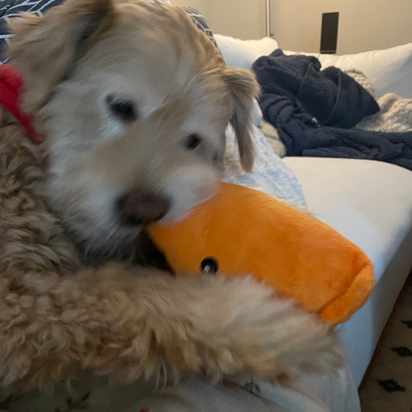 Samosa Plush Chew Toy for Pets - Etsy