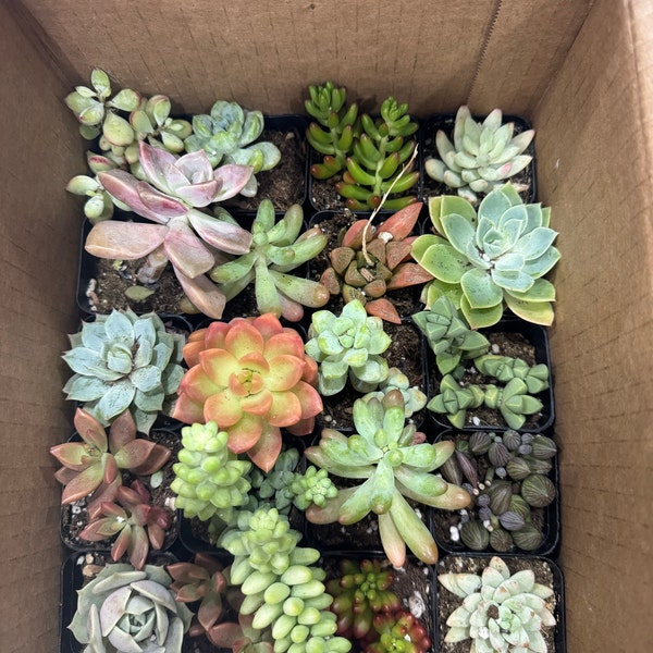 12 Succulents-sets - Etsy Canada