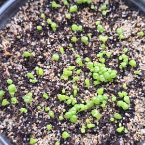 SEEDS Lithops Aucampiae 'jacksons Jade' 20seeds C395 - Etsy