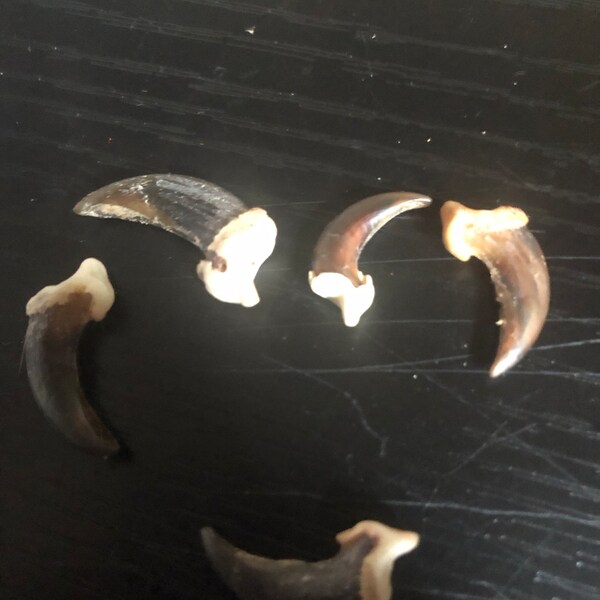 5 Coyote Claws Real Bone Taxidermy Genuine Bones - Etsy