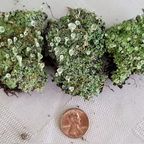 2 Pack Pixie Cup Live Lichen Moss for Terrariums Fairy Gardens Bonsai ...