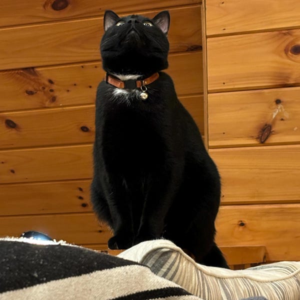 Cat Bells, Bells, Loud Bells, Quiet Bells, Mini Brass Bell, Colored ...