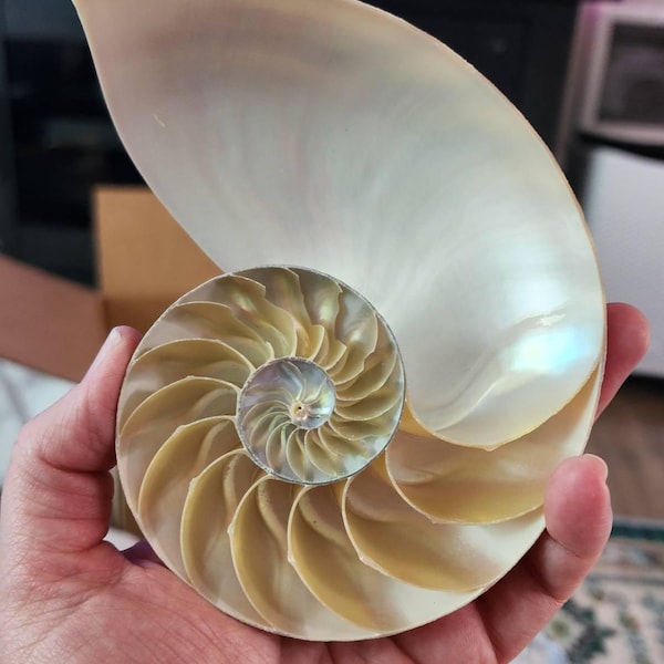 Arrowhead Sand Dollar Shell Extra Large Encope Michelini (1 Shell ...