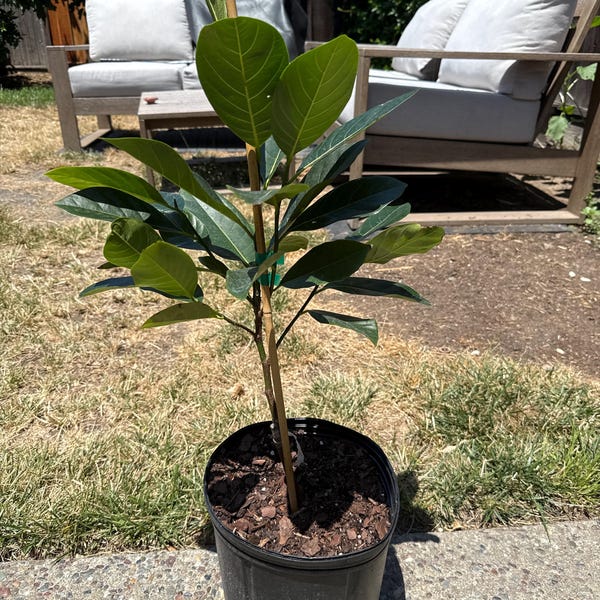 Cheena Jackfruit Tree Grafted - 2 to 3 Feet Tall - Ship in 3 Gal Pot - Etsy