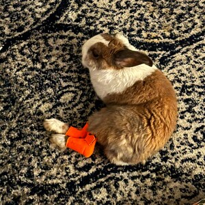 Digital Download Plans for Luxury Bunny Cubby Free Roam Bunnies Cat ...