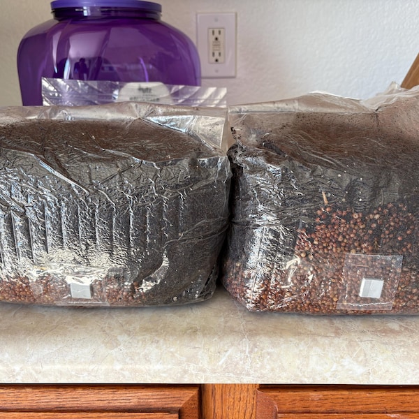 Master's Mix 4lbs, Culinary Mushroom Substrate, Hydrated and Sterilized ...