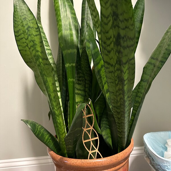 Indoor Boho Plant Trellis-helix / Dna Shapes Available in Multiple ...