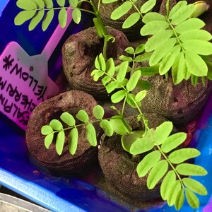 Jewels of Opar ''limon'' Limon Talinum - Etsy