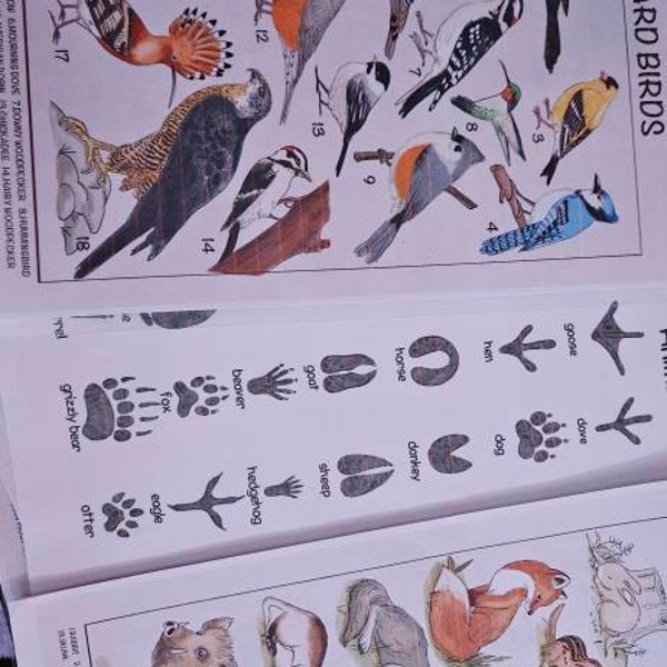 Backyard Birds Educational Posters, Montessori Nursery Downloadable ...