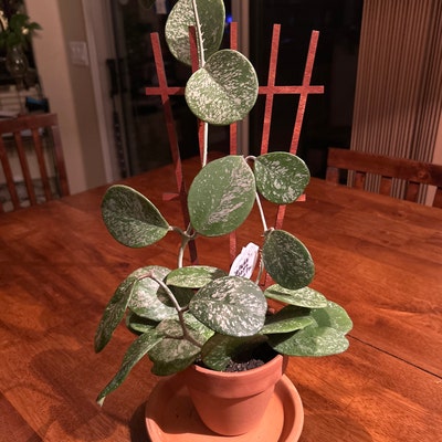 Modern Boho Rainbow Indoor Plant Trellis 2 Sizes Mini & Small ...