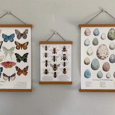 Butterflies and Moths 12 X 18 Poster Entomology, Montessori ...