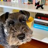 Customisable Lego Miniature Schnauzer - Etsy