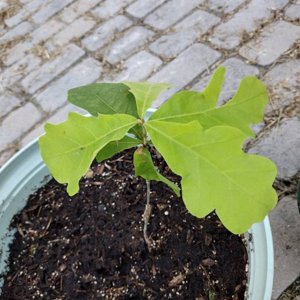 Old English Oak Tree Seedling Well Established Roots and 8 to 10 Inches ...