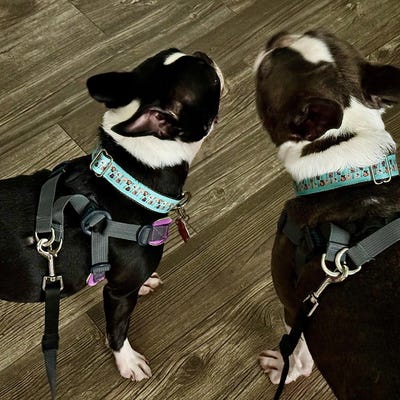 Banjo Dog Collar, Harness or Leash With Personalized Engraved Buckle ...