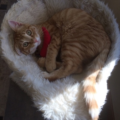 Three Candy-coated Popcorn Cat Toys Filled With Organic Catnip - Etsy