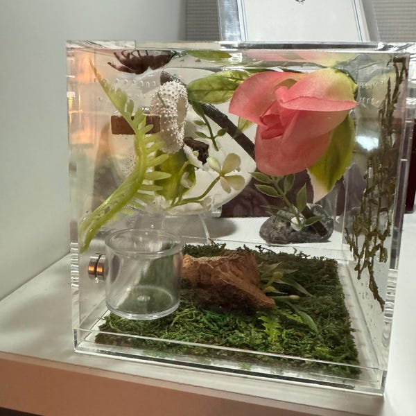 Jumping Spider Enclosure House Canopy Shaped Decorated Front Opening 4 ...