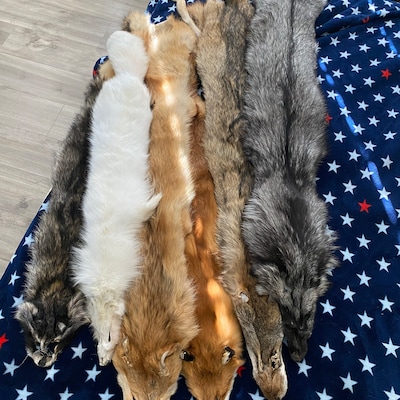 Professionally Tanned 1 Grade Red Fox Hide/pelt - Etsy