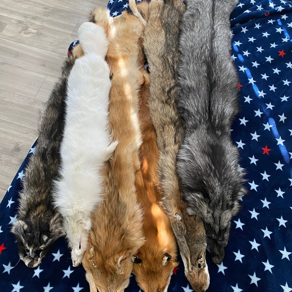 Professionally Tanned #1 Grade Red Fox Hide/pelt - Etsy