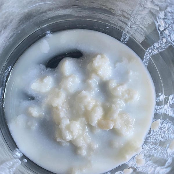 12g Organic Live Milk Kefir Grains,free Instruction, Tibetan Probiotic ...
