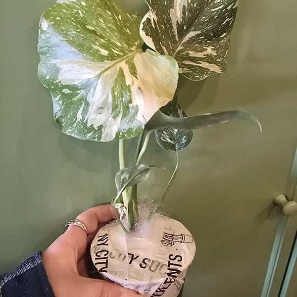 Peperomia Piper Parmatum Live Plant | Peperomia Plant Starters | Pet ...