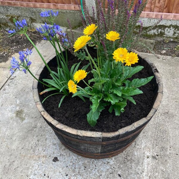 WHISKEY BARREL PLANTER - Reclaimed Oak Cask Planters - Freshly Made to ...