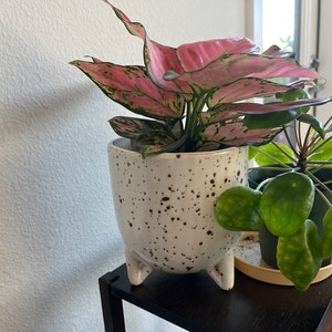 Chrissy Ceramic Pot With Saucer Ceramic Pot CR6360GR OR - Etsy
