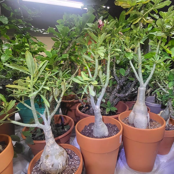 Adenium Arabicum 4 Ways 'green Mind Hybrid' 3.5 Pot A4, Exotic Bonsai ...