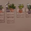 PLANTS & FOLIAGE Classroom Daily Schedule, Classroom Timetable Display ...