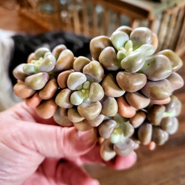 5" Live Succulent Plants, Graptopetalum Ellen, Easy Care Plants - Etsy