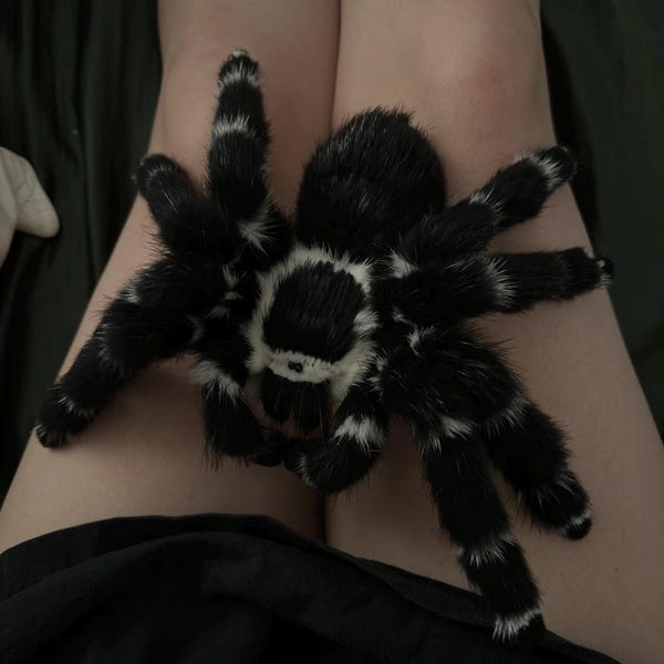 Madam Octa Spider Plush Art Doll Creature Poseable Art Ooak cirque Du ...