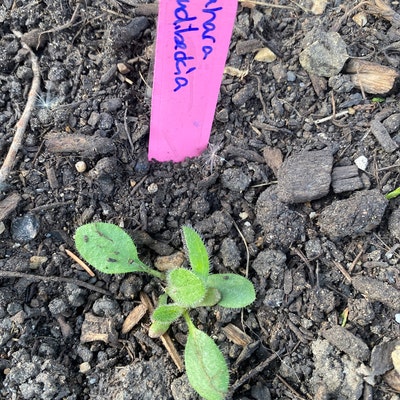 40 Sugar Baby Watermelon Seeds Citrullus Lanatus CI4040 - Etsy