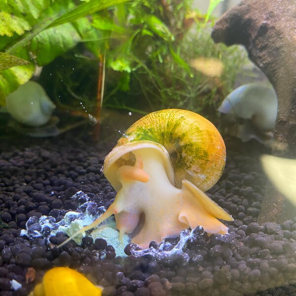 20 Gallon Long Reversible Polycarbonate Aquarium Lid. Tank NOT Included ...