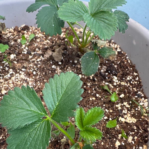 Cascade Harvest Red Raspberry- Very Large Firm Berries, Very Good ...
